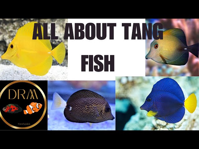 Fish It Fade Tang